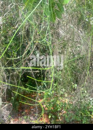 laurel dodder (Cassytha filiformis Stock Photo - Alamy