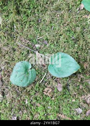 Round-leaved Violet (Viola rotundifolia Stock Photo - Alamy