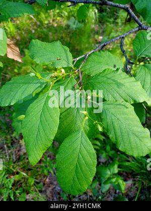siberian alder (Alnus alnobetula fruticosa Stock Photo - Alamy