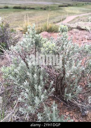 Spineless Horsebrush (Tetradymia canescens Stock Photo - Alamy