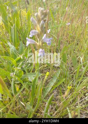 Yarrow Broomrape - Phelipanche purpurea Stock Photo - Alamy