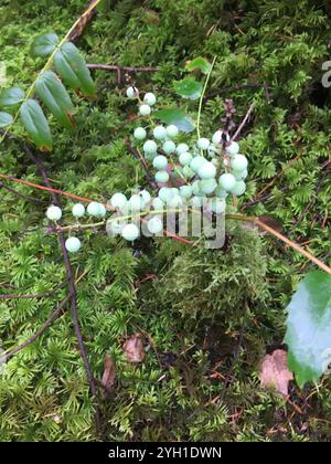 Cascade Oregon-grape (Berberis nervosa) Plantae Stock Photo - Alamy