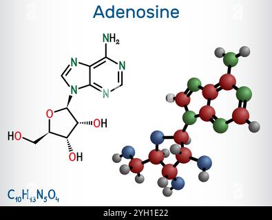 Adenosine ribonucleoside molecule. Chemical structure, molecule model of nucleoside. Sheet of ...