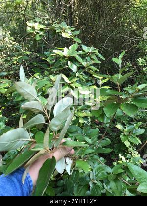 Texabama croton (Croton alabamensis texensis Stock Photo - Alamy