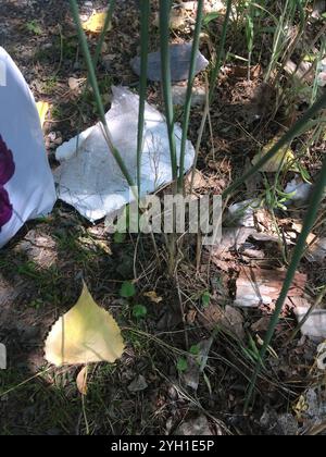Canadian Meadow garlic (Allium canadense) Plantae Stock Photo - Alamy