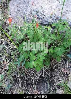 Western Red Columbine Aquilegia elegantula red yellow orange flowers ...