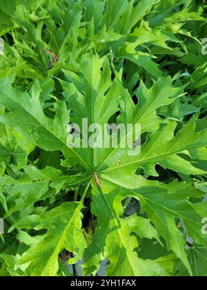 Glade Mallow (Napaea dioica Stock Photo - Alamy