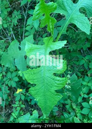 tall blue lettuce (Lactuca biennis Stock Photo - Alamy