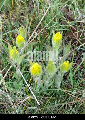 golden Indian paintbrush (Castilleja levisecta Stock Photo - Alamy