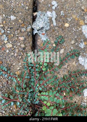 prostrate sandmat (Euphorbia prostrata Stock Photo - Alamy