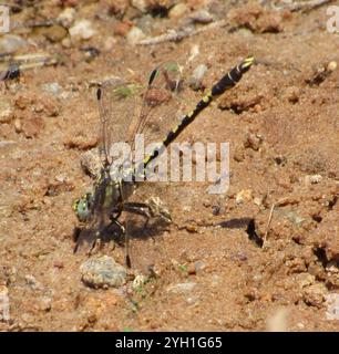 Common Sanddragon (Progomphus obscurus Stock Photo - Alamy