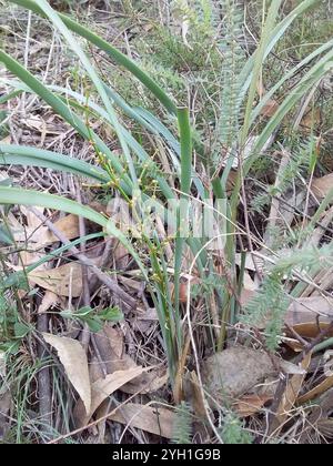 iron-grass (Lomandra multiflora dura Stock Photo - Alamy