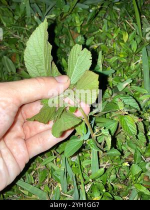 Field Copperleaf (Acalypha arvensis Stock Photo - Alamy