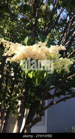 Japanese Tree Lilac (Syringa reticulata) Plantae Stock Photo - Alamy