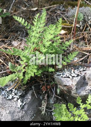 cliff ferns (Woodsia Stock Photo - Alamy