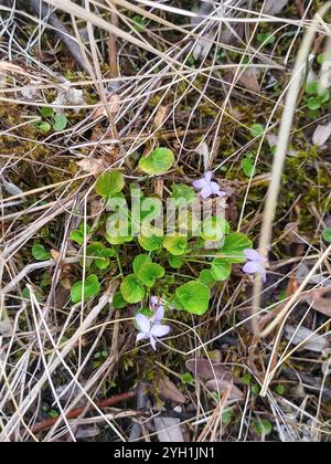 dwarf marsh violet (Viola epipsiloides Stock Photo - Alamy