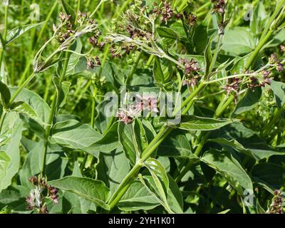 European swallow-wort (Vincetoxicum rossicum) Plantae Stock Photo - Alamy