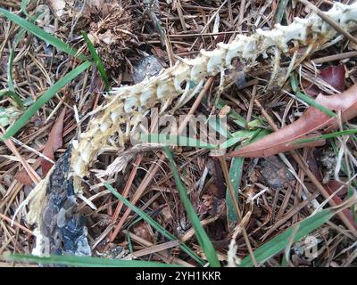 Colubrine Snakes (Colubrinae Stock Photo - Alamy