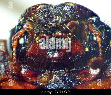 Forest-ogre June Beetle (Phyllophaga anxia Stock Photo - Alamy