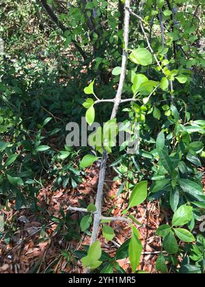 Native Bougainvillea (Pisonia aculeata Stock Photo - Alamy