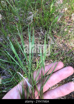 (Dichanthelium aciculare aciculare Stock Photo - Alamy