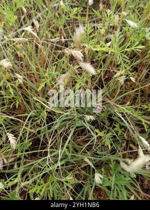 buffalograss (Bouteloua dactyloides Stock Photo - Alamy