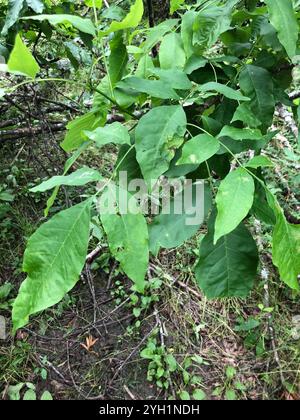 pumpkin ash (Fraxinus profunda Stock Photo - Alamy