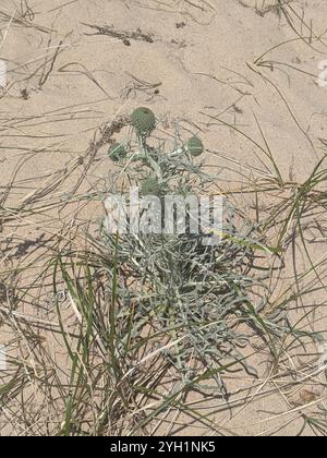 Pitcher's thistle (Cirsium pitcheri Stock Photo - Alamy