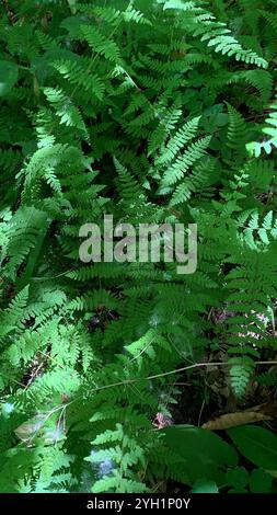bulblet fern (Cystopteris bulbifera Stock Photo - Alamy