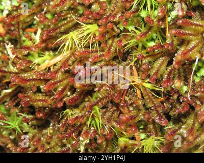 Yellow-ladle Liverwort (Scapania bolanderi Stock Photo - Alamy