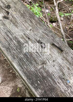 Rough Hermit Beetle (Osmoderma scabra Stock Photo - Alamy