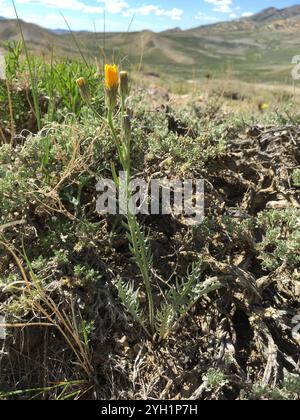 Modoc Hawksbeard (Crepis modocensis Stock Photo - Alamy