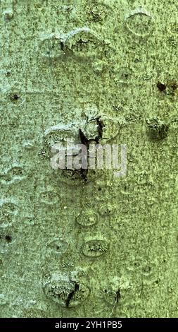 Beech Scale (Cryptococcus fagisuga Stock Photo - Alamy