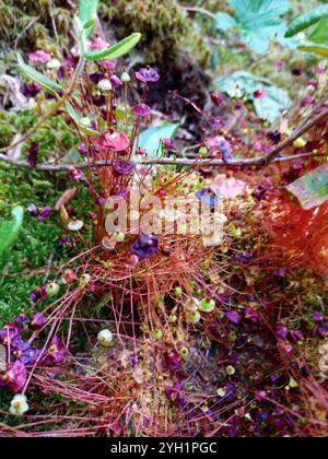 Brilliant Red Dung Moss (Splachnum rubrum Stock Photo - Alamy