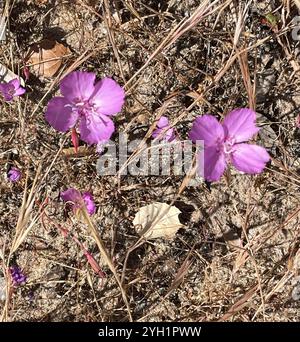 Lewis' Clarkia (Clarkia lewisii Stock Photo - Alamy