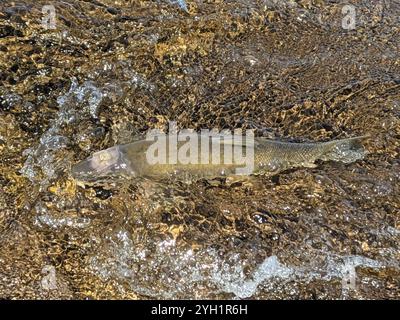 Common Suckers (Catostomus Stock Photo - Alamy