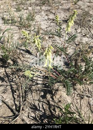Racemose Milkvetch (Astragalus racemosus Stock Photo - Alamy