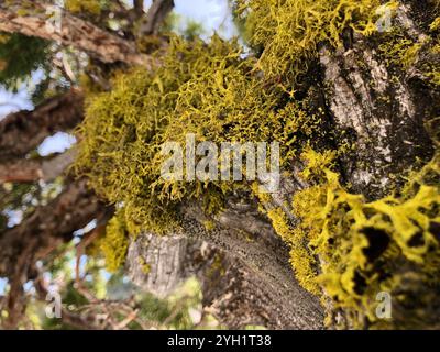 Brown-eyed Wolf Lichen (Letharia columbiana Stock Photo - Alamy