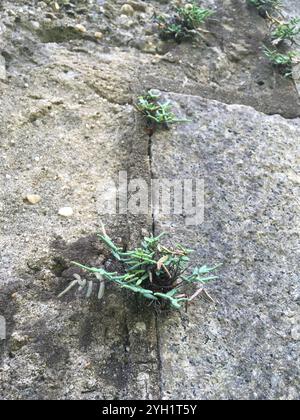 smooth cliffbrake (Pellaea glabella Stock Photo - Alamy