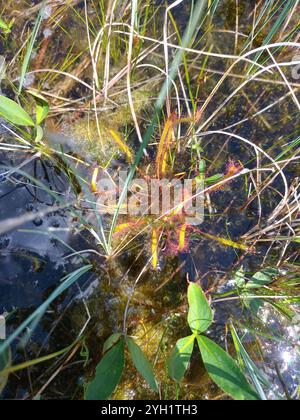 Slenderleaf Sundew (Drosera linearis Stock Photo - Alamy