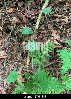 coastal manroot (Marah oregana Stock Photo - Alamy