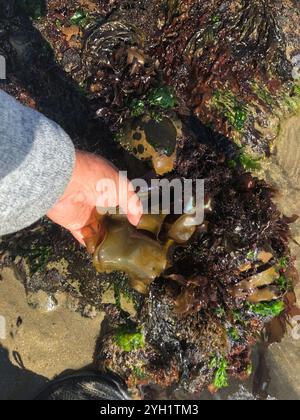 Iridescent Algae (Mazzaella Stock Photo - Alamy