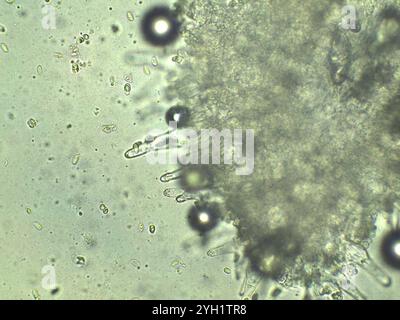 yellowish-white melanoleuca (Melanoleuca alboflavida Stock Photo - Alamy