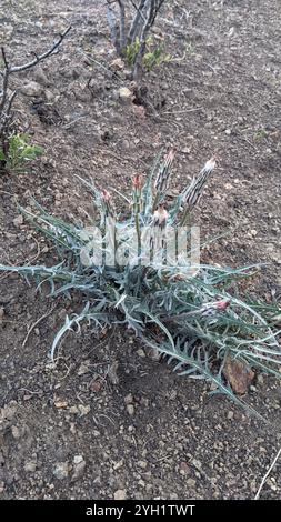 spearleaf agoseris (Agoseris retrorsa Stock Photo - Alamy