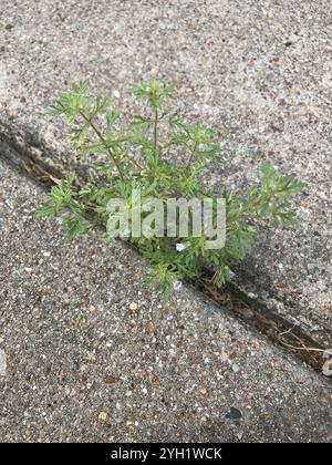 Obi-Wan conobea (Leucospora multifida Stock Photo - Alamy