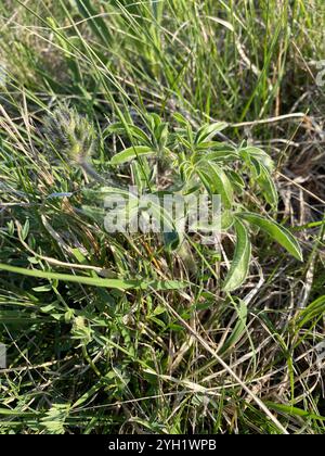 breadroot scurf pea (Pediomelum esculentum Stock Photo - Alamy