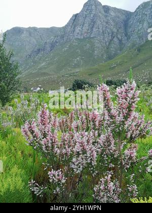 Erica Perspicua Prince Of Wales Heath Mountain Fynbos Ericaceae South ...