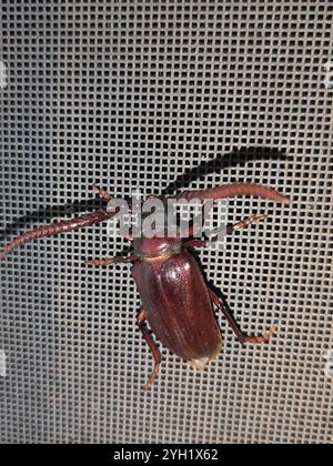 Tile-horned Prionus (Prionus imbricornis Stock Photo - Alamy