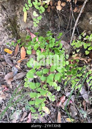 California Maidenhair Fern (Adiantum jordanii Stock Photo - Alamy