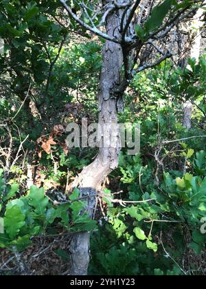 White Shin Oak (Quercus sinuata breviloba Stock Photo - Alamy